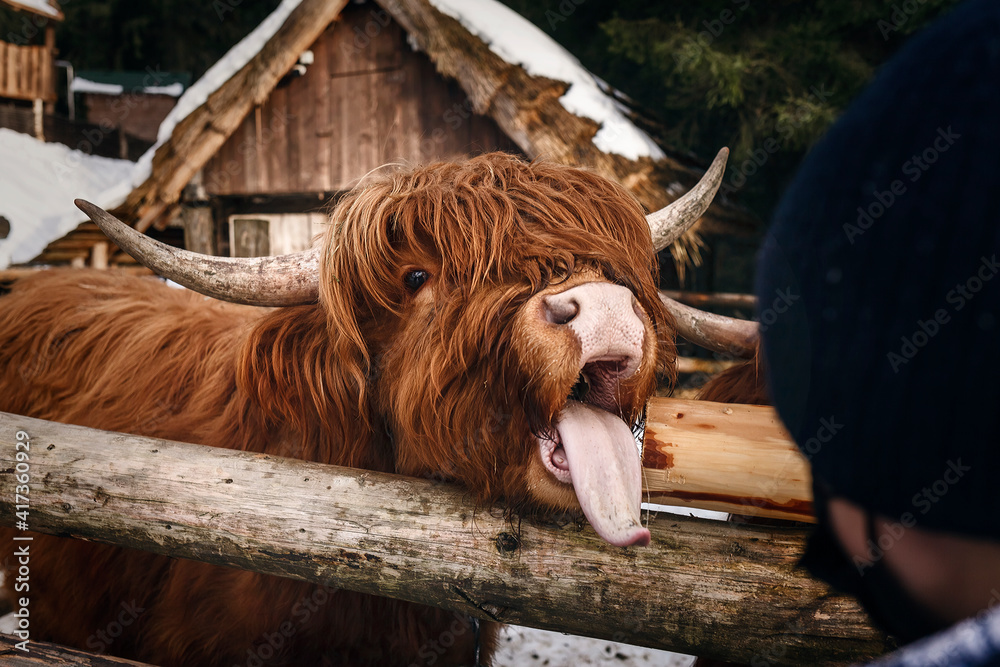 Hairy bull behind a wooden fence in an aviary. The Scottish bull stuck ...