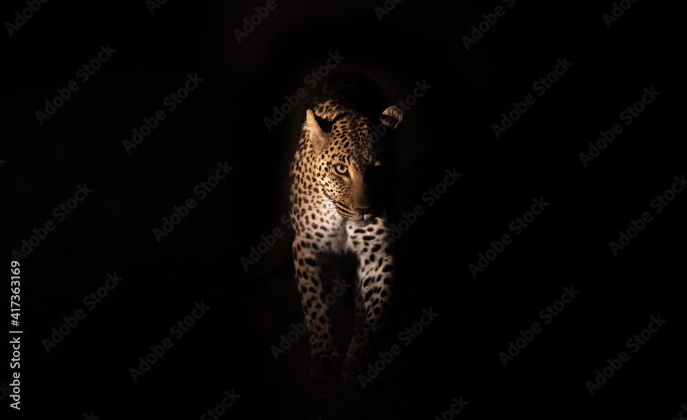 Leopard at night Stock Photo | Adobe Stock