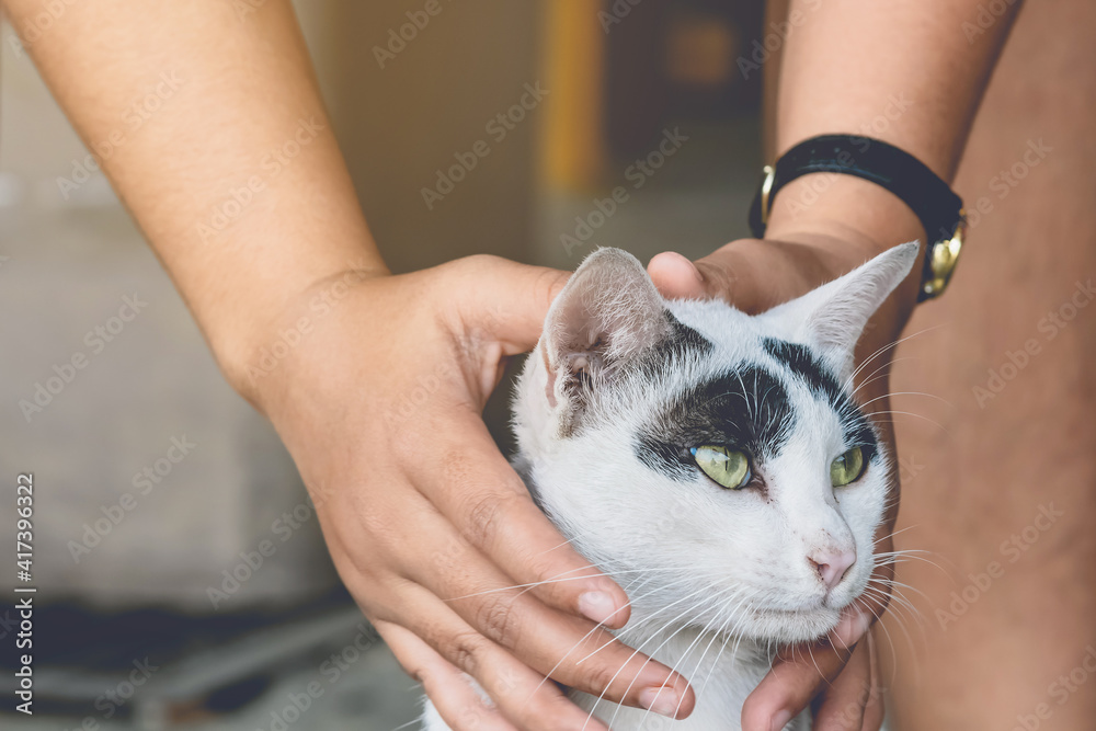 An abandoned stray black and white cat embraced and massaged by the ...