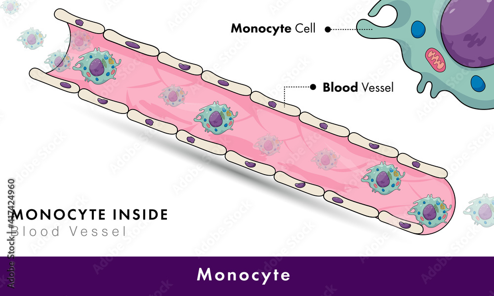 Movement of Monocyte cell through Blood vessel, immune cells moving through blood vessel ...