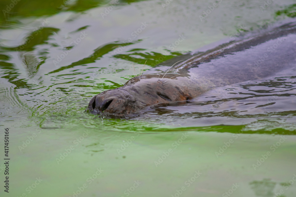 Seal swims in green water. Only a nose with a mustache sticks out from ...