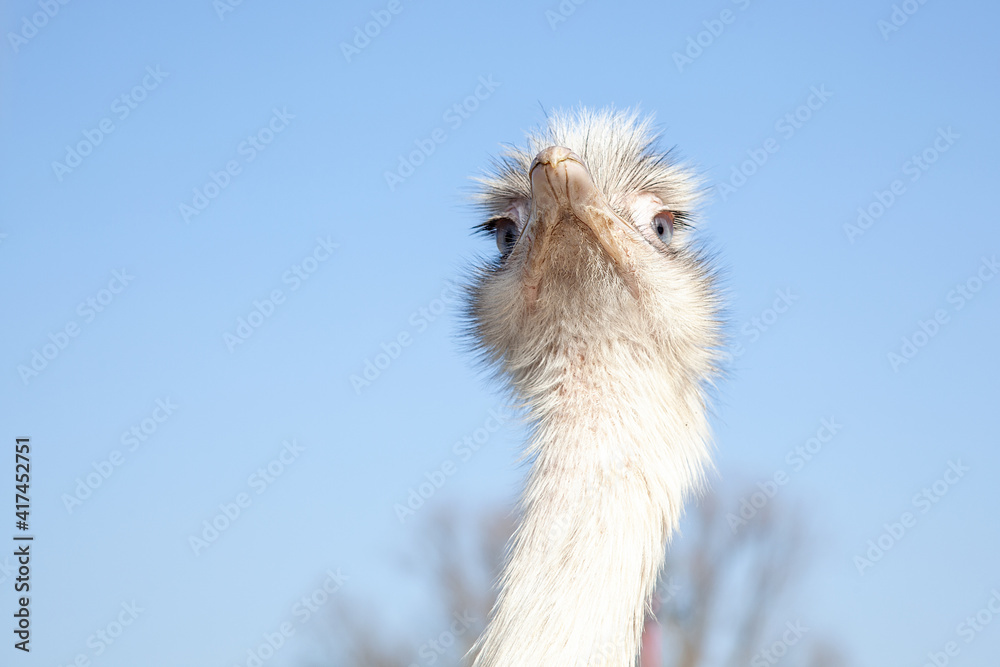 Animal head, close up Portrait of a white rhea with clear blue sky ...