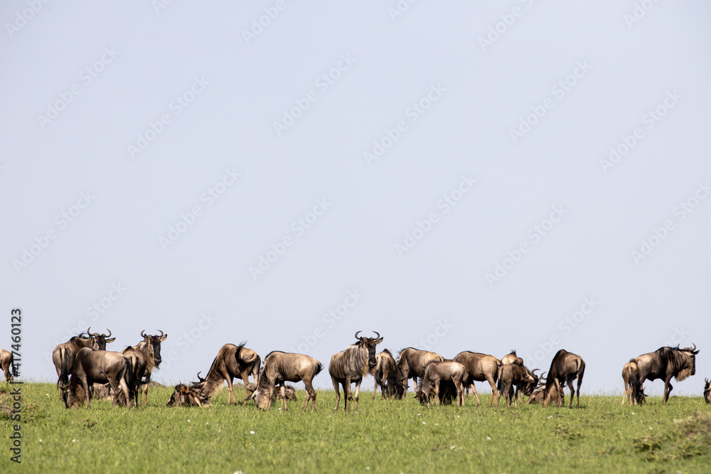 Herd of wildebeest eat green grass and rest in the Maasai Mara Kenya ...