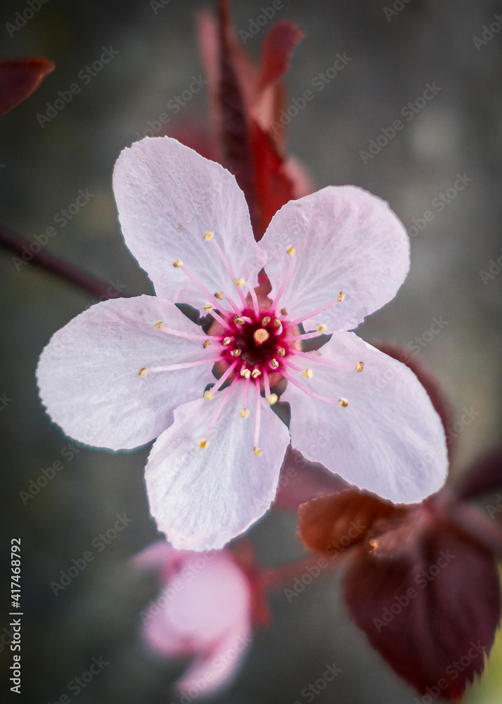 Blood Plum⎮Prunus Cerasifera Stock Photo | Adobe Stock