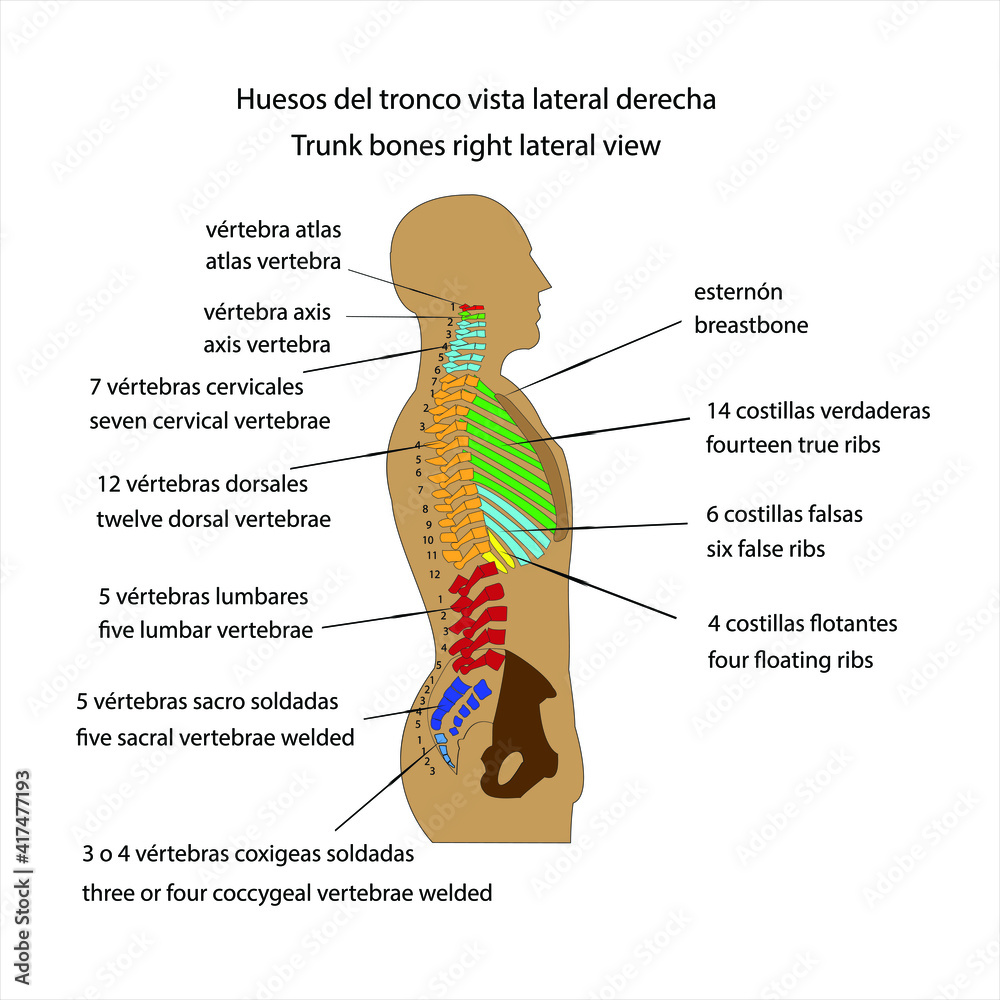 Vecteur Stock Esqueleto humano huesos del tronco vista lateral derecha ...