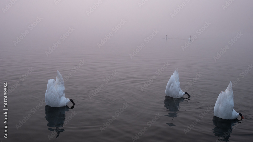 Swans swimming with head underwater, three swans' synchronized swimming ...