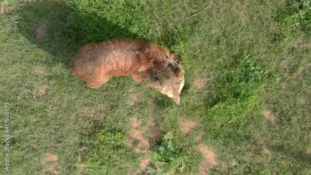 Bear in natural habitat. Real wild bears in grassland. Grassland ...