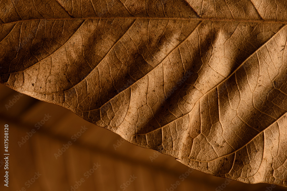 Dry Mango leaves showing discoloration and damage after falling from ...