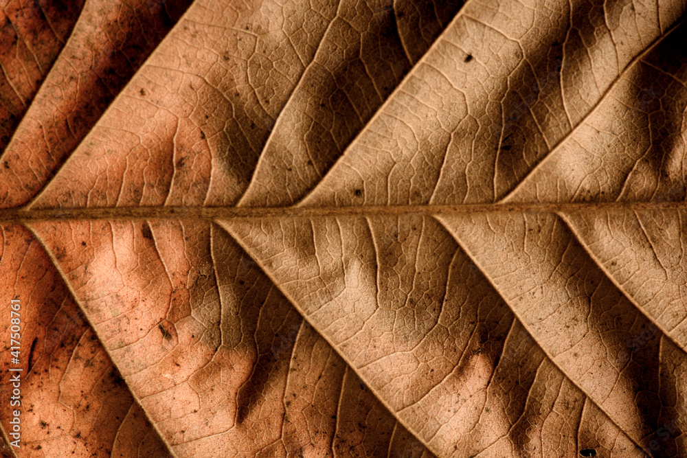 Dry Mango leaves showing discoloration and damage after falling from ...