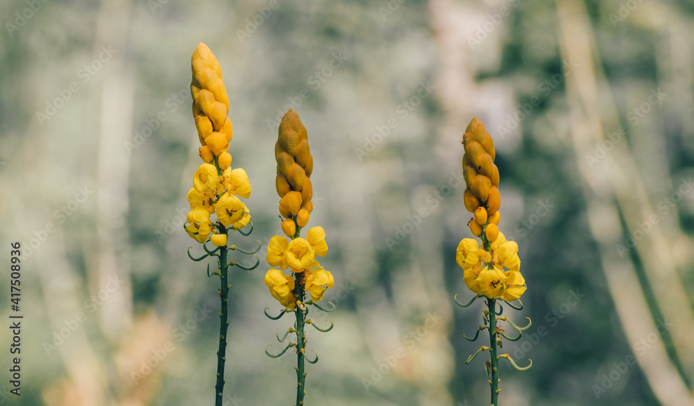 Senna Alata is a medicinal tree and an ornamental flowering plant uses ...