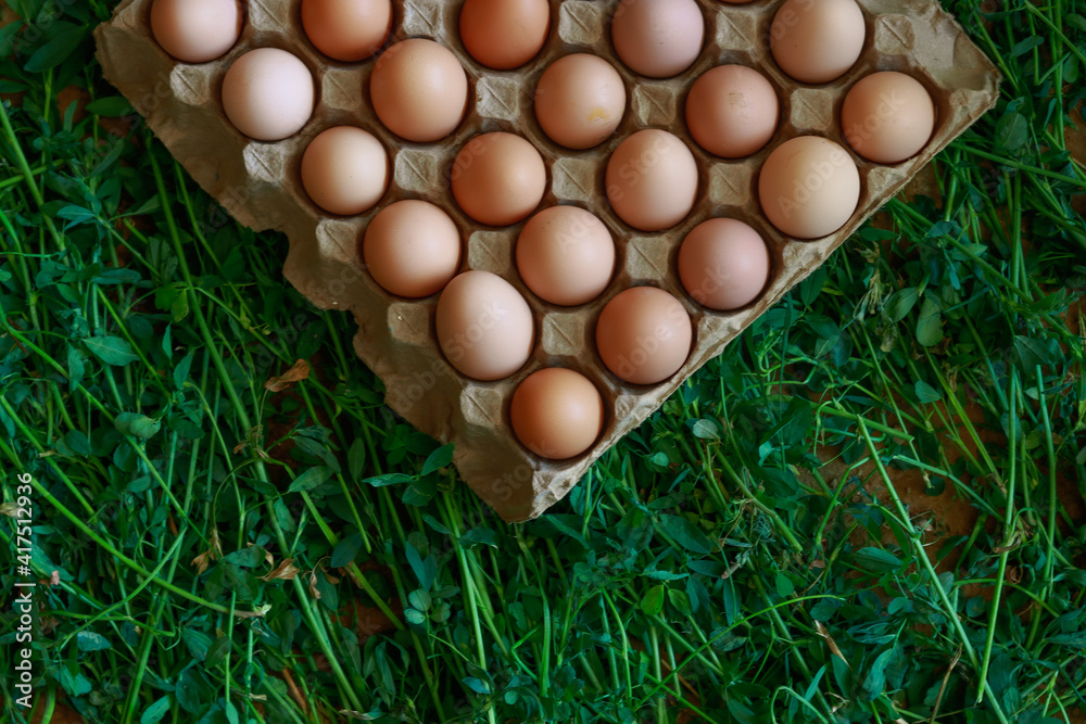 Huevos, criollo, gallina, granja, verde, natural, orgánico, Stock Photo ...