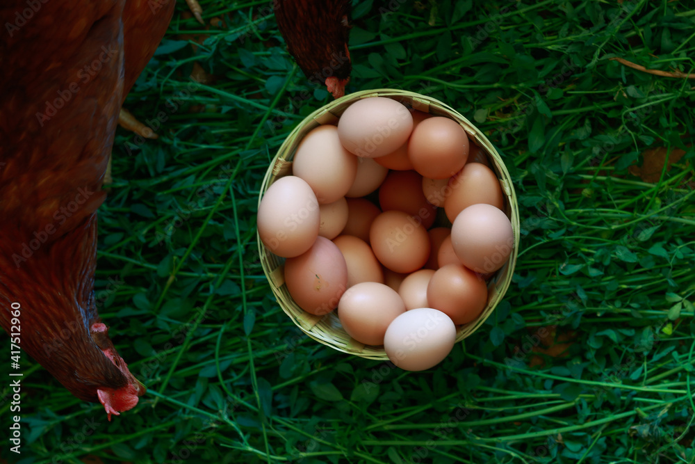 Huevos, criollo, gallina, granja, verde, natural, orgánico, Stock Photo ...