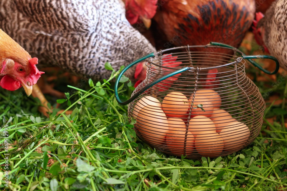 Huevos, criollo, gallina, granja, verde, natural, orgánico, Stock Photo ...