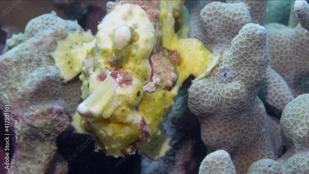 A yellow frog fish or angler fish is floating underwater. The ...