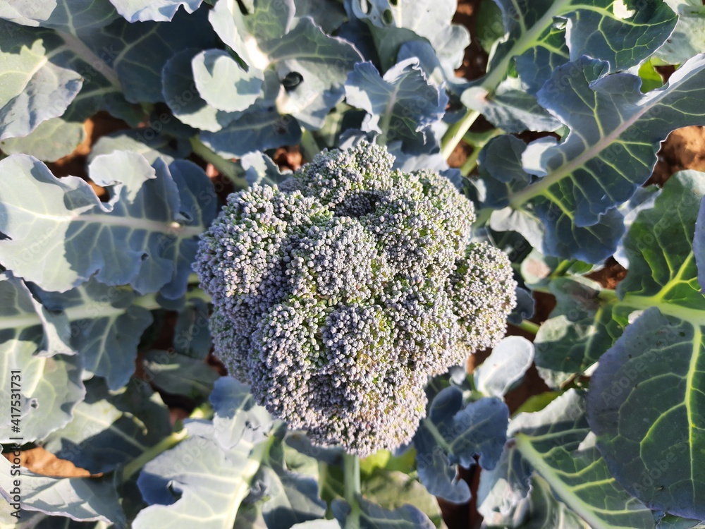 Fotka „Texture of broccoli close-up. Broccoli (Brassica oleracea var ...