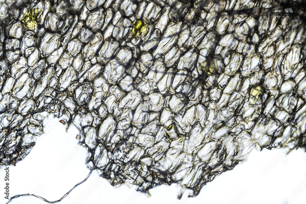 A ginger root under the light microscope with a magnification of 100 ...