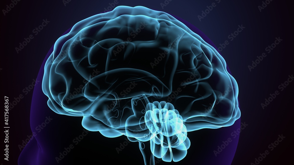 3d render of human brain cells anatomy. Stock Illustration | Adobe Stock