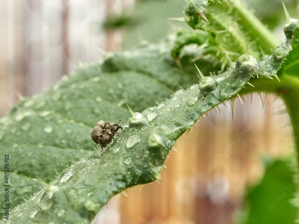 Two Curculionidae mating, commonly called Weevil or Snout and Bark ...