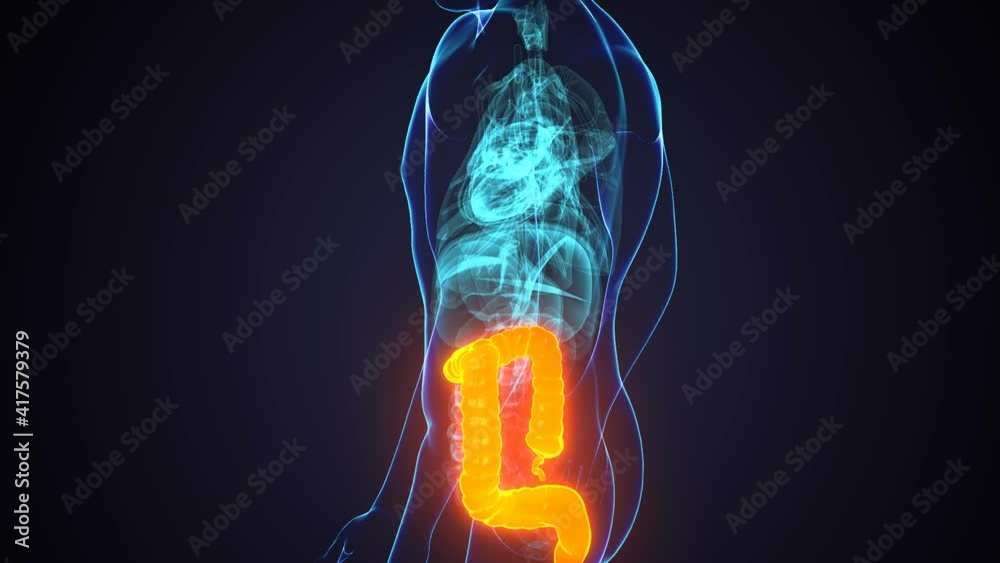 Large Intestine 3D Illustration Human Digestive System Stock Video ...