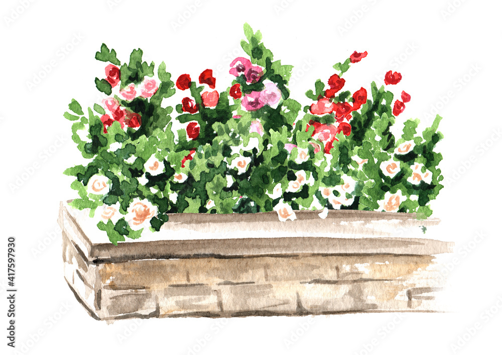 Climbing rose in a flower bed. Hand drawn watercolor illustration ...