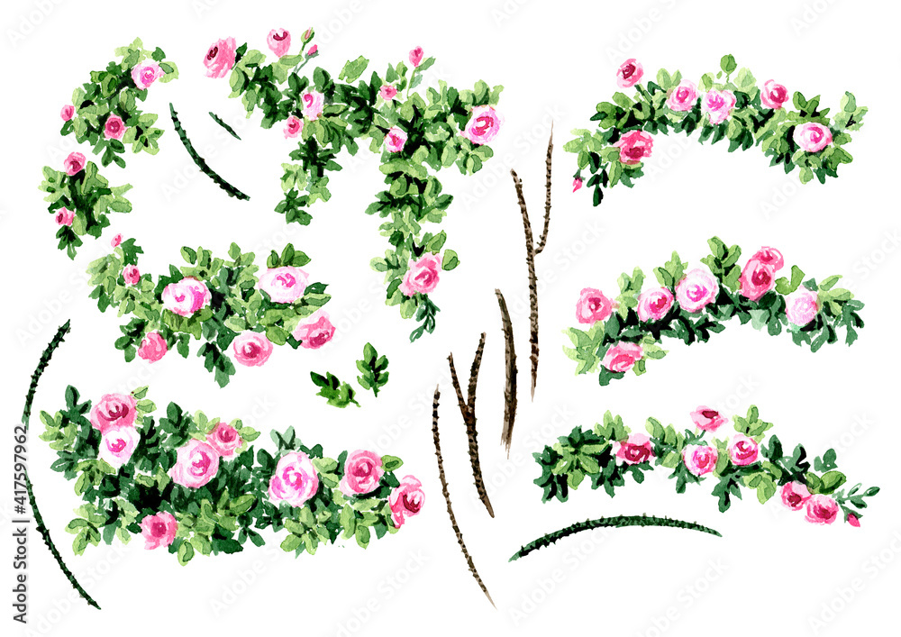 Climbing rose set. Hand drawn watercolor illustration isolated on white ...
