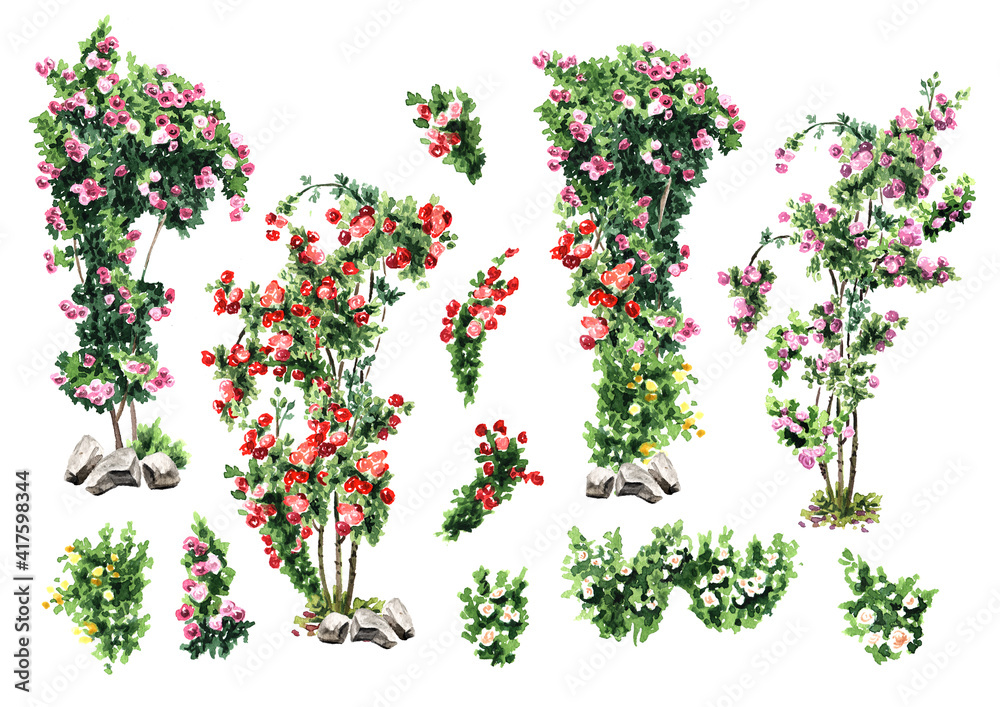 Climbing roses set. Hand drawn watercolor illustration isolated on ...