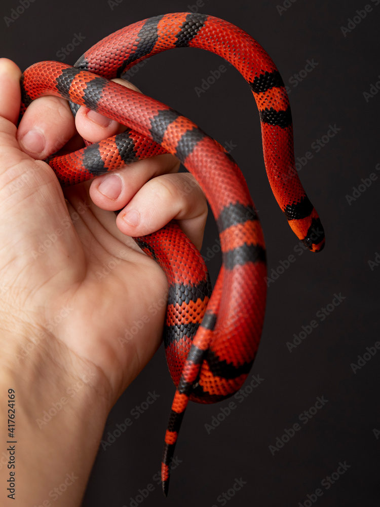 Lampropeltis triangulum, commonly known as the milk snake or milksnake ...