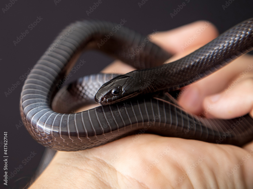 Mexican Black Kingsnake