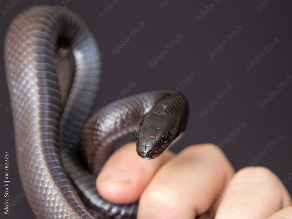 The Mexican black kingsnake (Lampropeltis getula nigrita) is part of ...