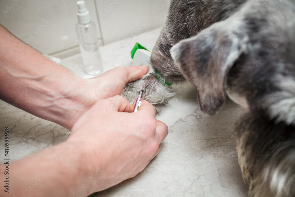 Close up veterinarian takes blood from a dog's paw with a syringe for ...