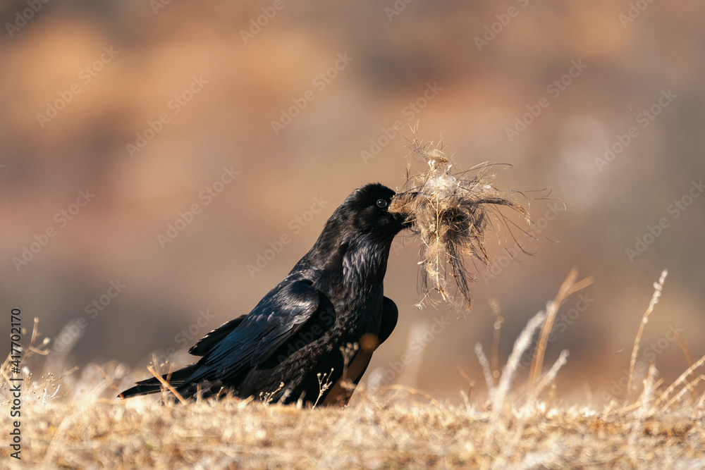 The bird is a black raven with fur in its beak. Corvus corax Stock ...