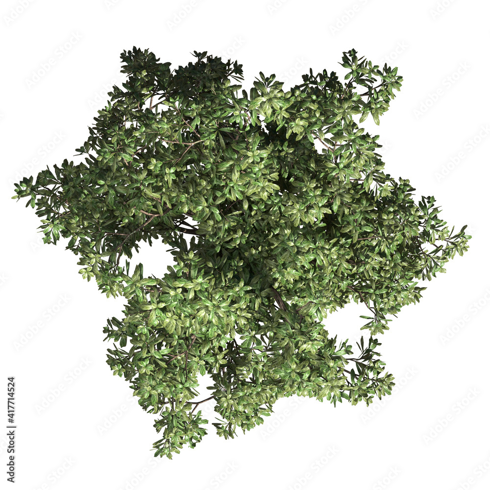 VEGETATION TOP VIEW - TREES AND BUSHES IN PLAN Stock Illustration ...