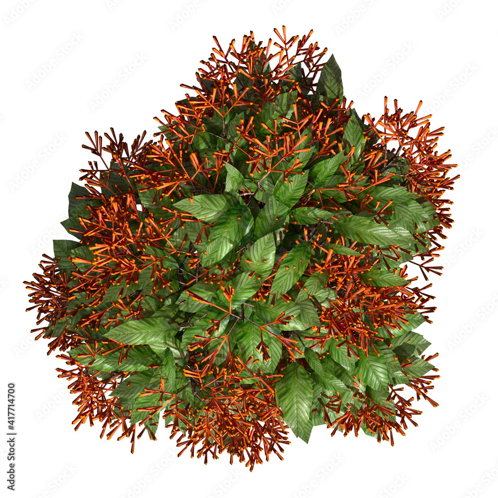 VEGETATION TOP VIEW - TREES AND BUSHES IN PLAN Stock Illustration ...