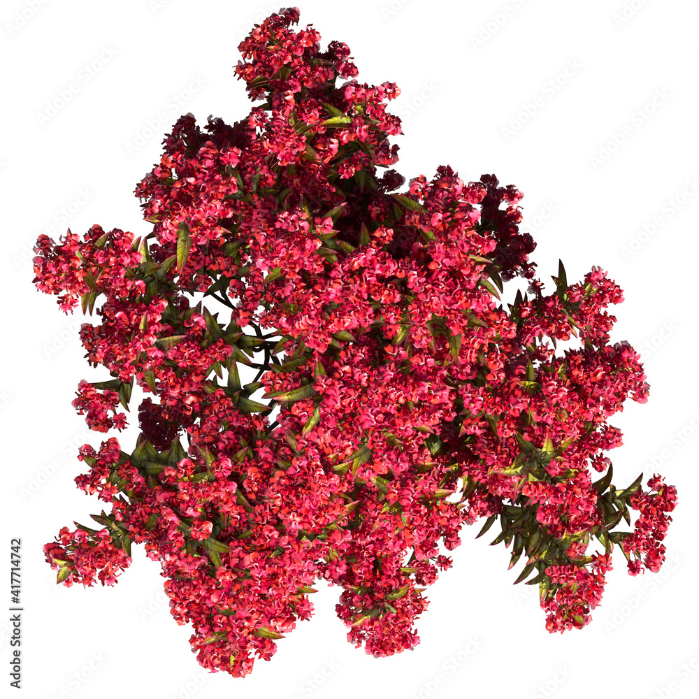 VEGETATION TOP VIEW - TREES AND BUSHES IN PLAN Stock Illustration ...