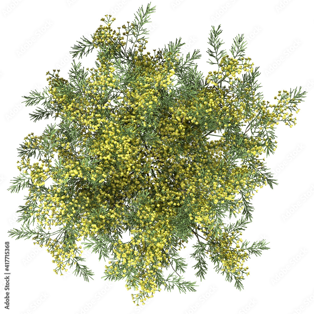 VEGETATION TOP VIEW - TREES AND BUSHES IN PLAN Stock Illustration ...