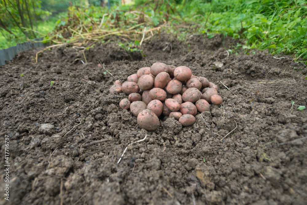 Pile of newly harvested potatoes - Solanum tuberosum on field ...