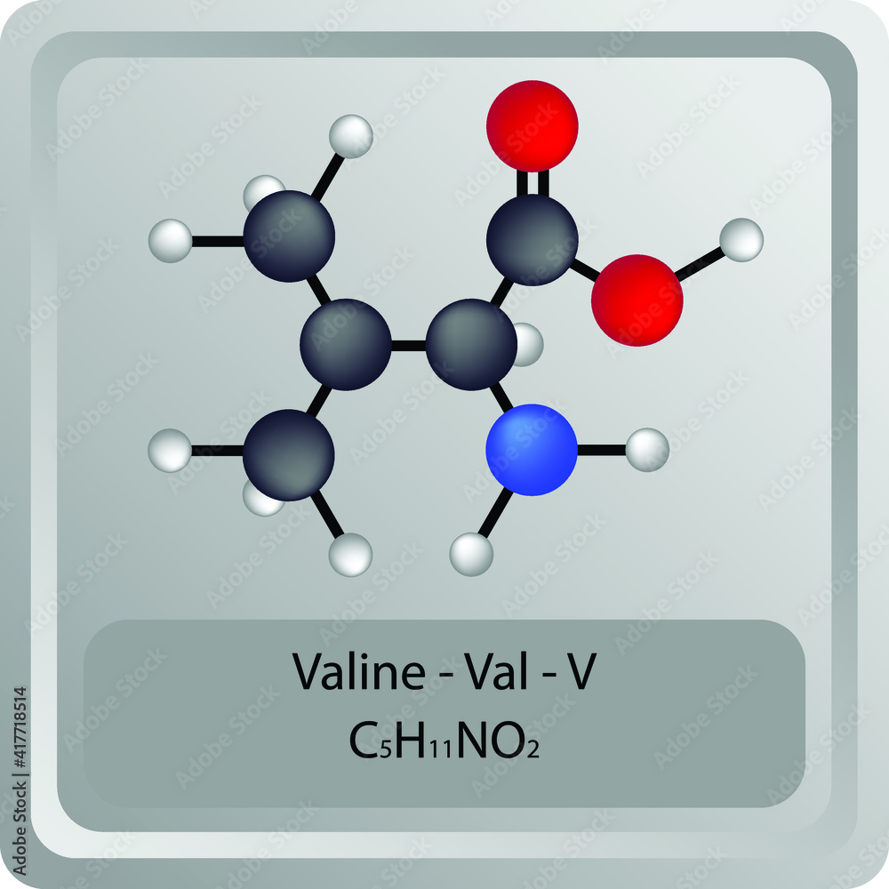 Valine Model