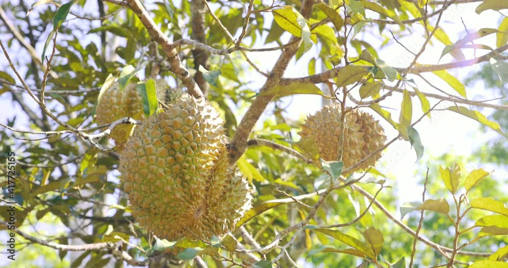 The tropical fruit durian sits on a tree in a durian plantation in ...