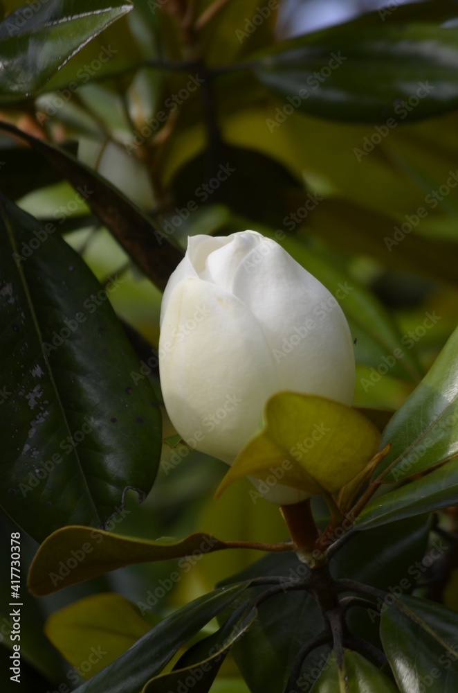 Magnolia grandiflora, commonly known as the southern magnolia or bull ...
