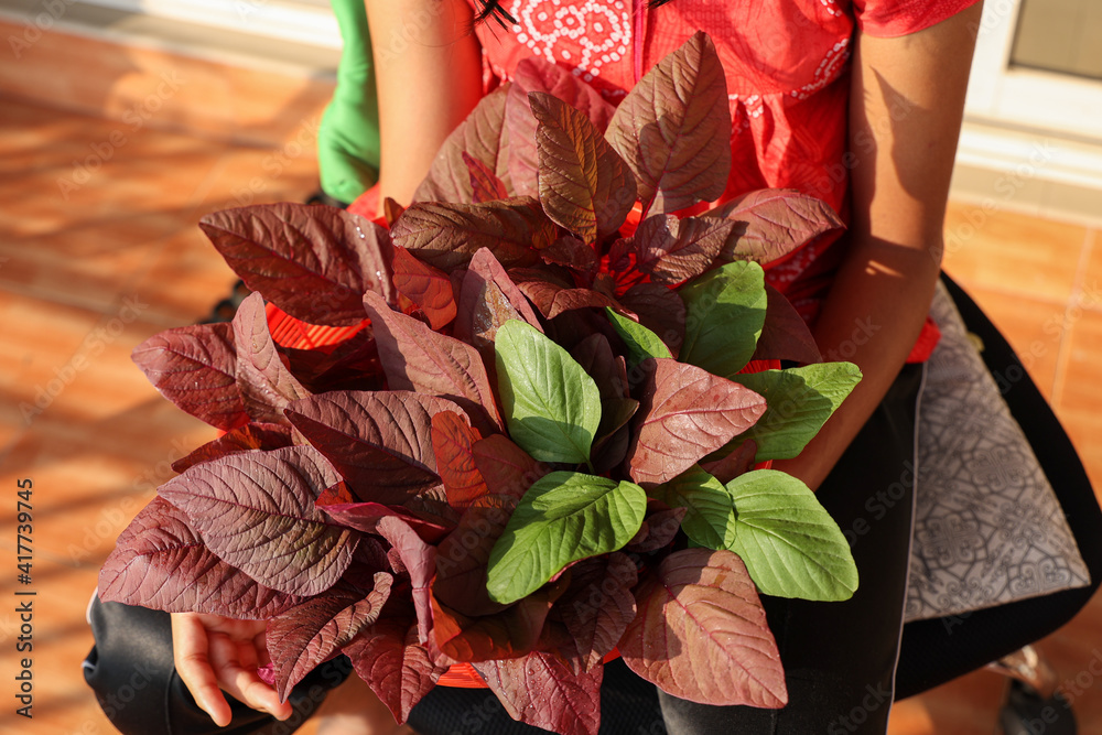 Growing red spinach organic kitchen garden terrace garden in balcony ...
