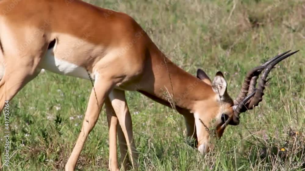 male Impala twisting their horns in nairobi national park. Male Impala ...