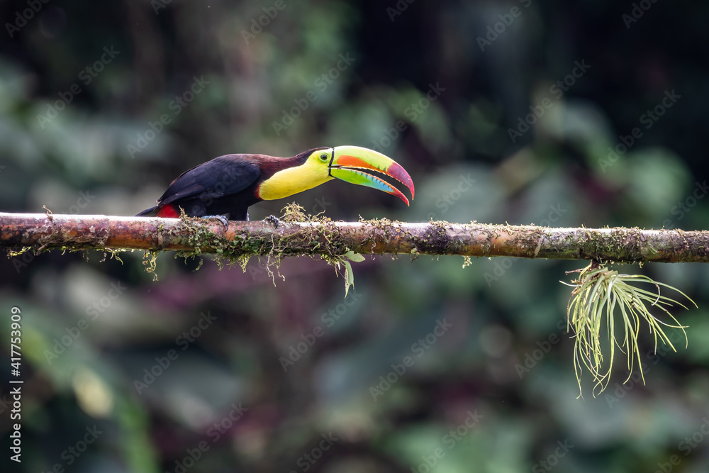 Keel-billed Toucan - Ramphastos sulfuratus, large colorful toucan from ...