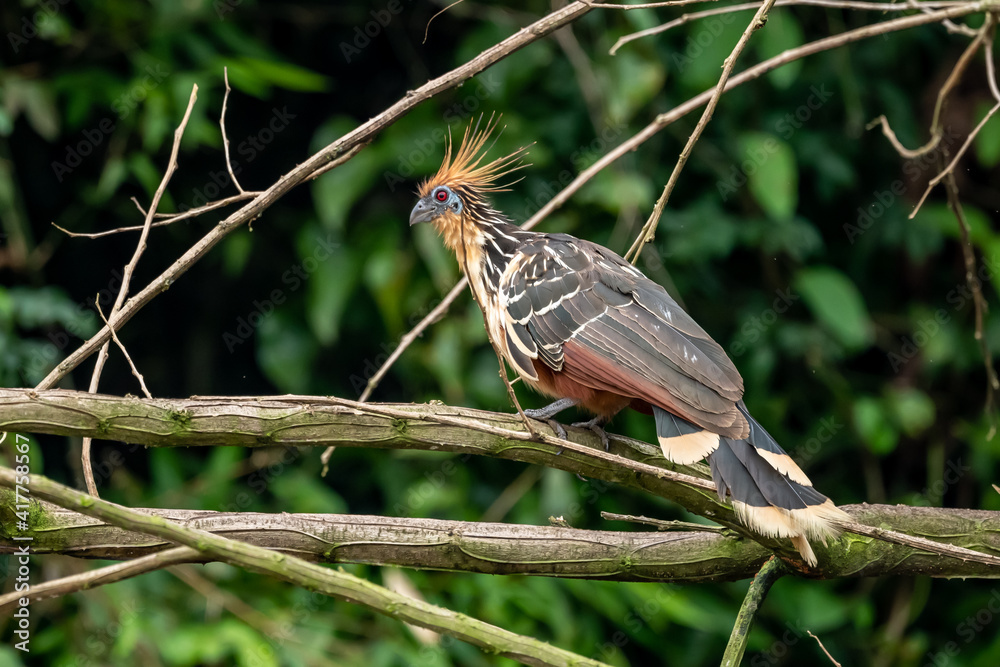 Hoatzin (Opisthocomus hoazin) with crest raised in the Amazon ...