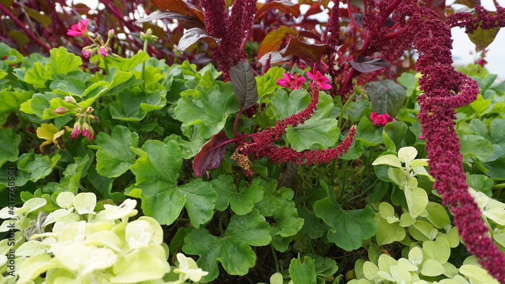 Vivid Amaranthus Caudatus flowers on green plants background close up. Also known as as love ...