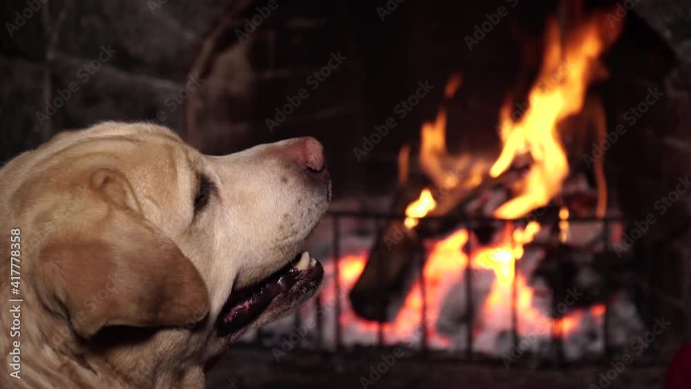 Dog near fireplace with burning fire. Warmth and home comfort. Flame of ...