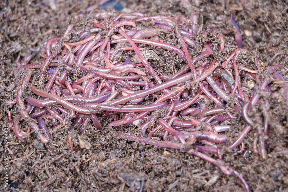Group of earthworm live red worms in manure, (African Night Crawler ...