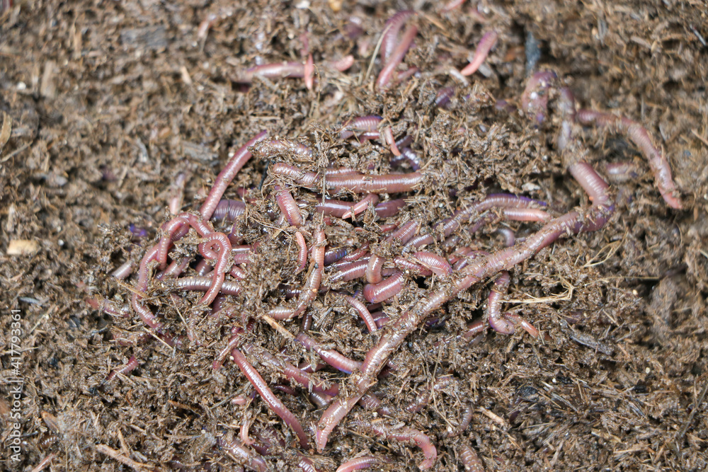 Group of earthworm live red worms in manure, (African Night Crawler ...
