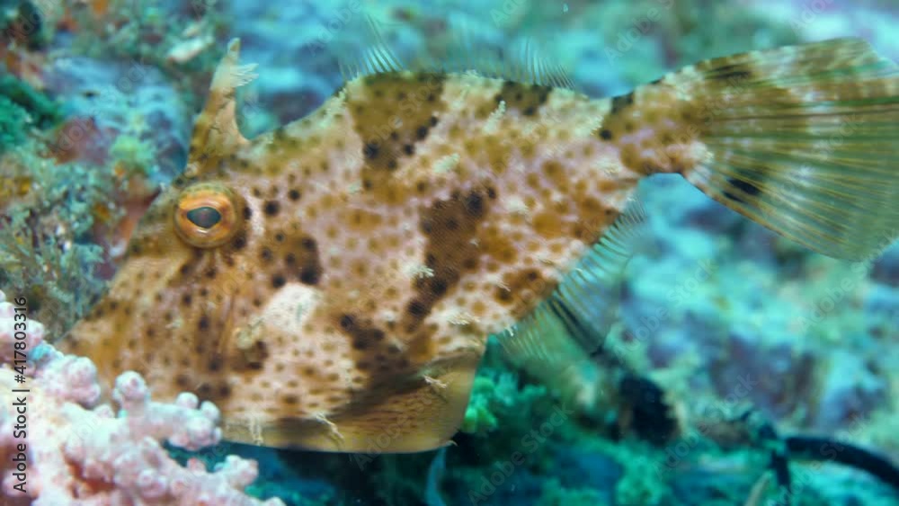 A large fish with brown and dark brown spots all over its body and a ...