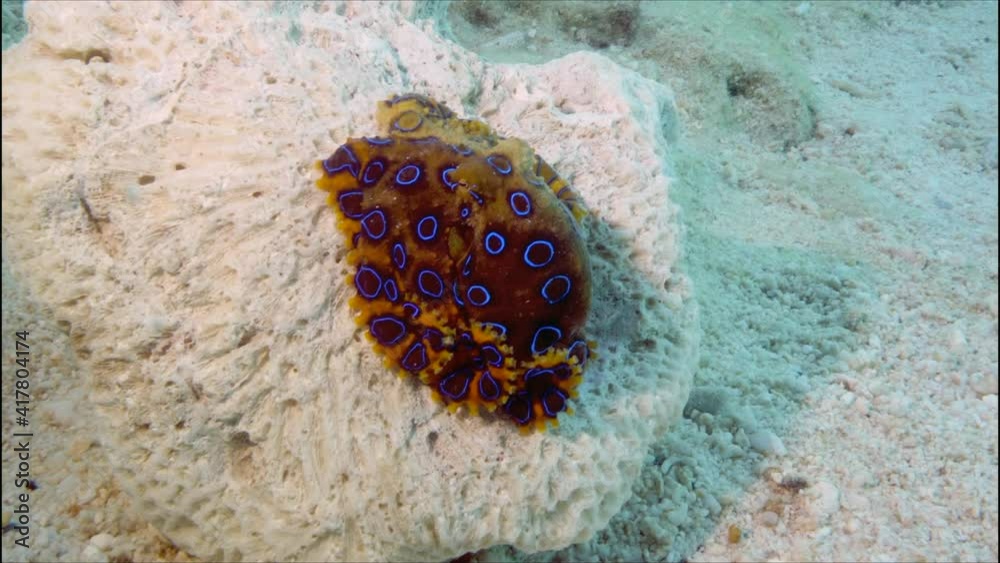 A large southern blue ringed octopus (Hapalochlaena maculosa) resting ...