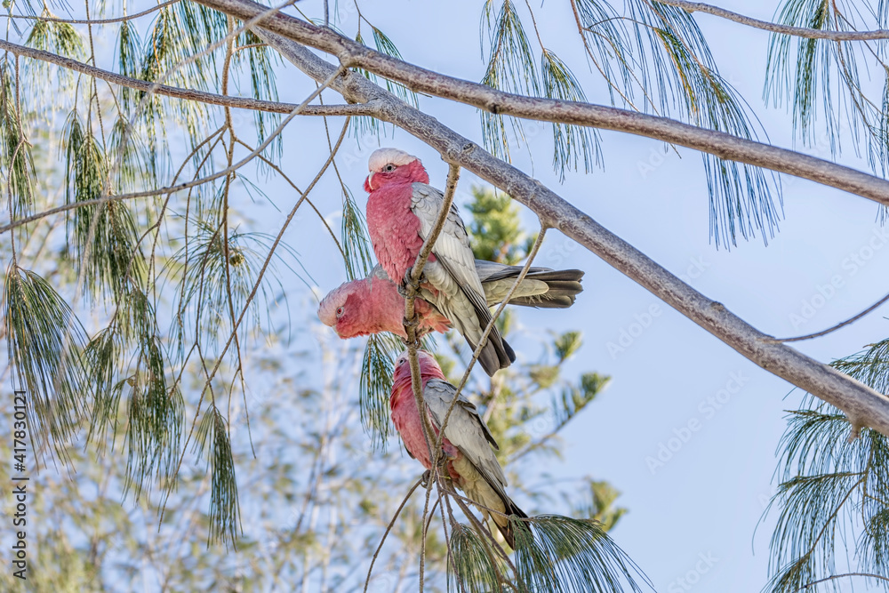 The galah (Eolophus roseicapilla), also known as the rose breasted ...